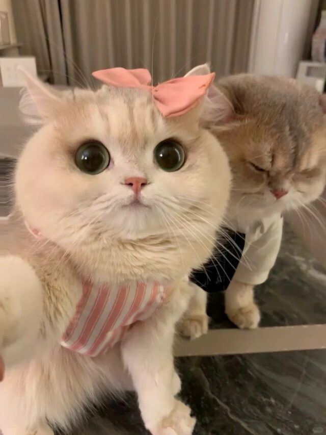 80+ ảnh con mèo cute siêu dễ thương khiến tim tan chảy